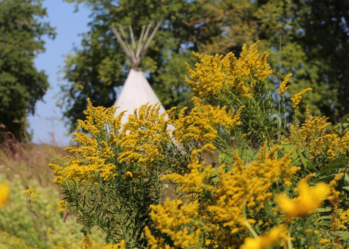 MN SEED's Native Plant Community Science Project - Demonstration ...
